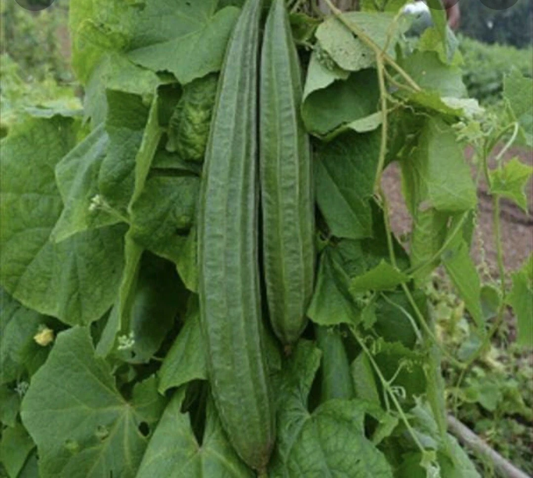 Ridge Gourd Plant