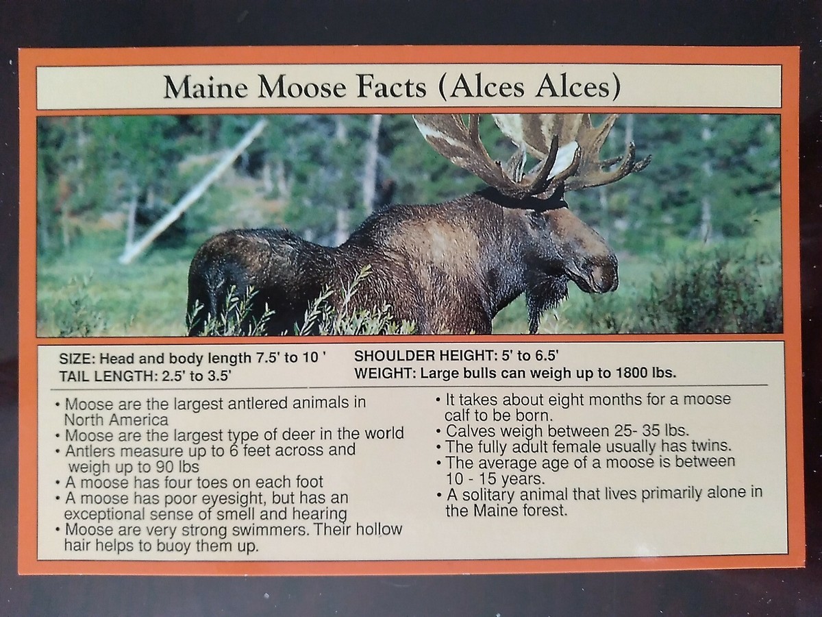 Moose Elk Facts And Adaptations Alces Alces