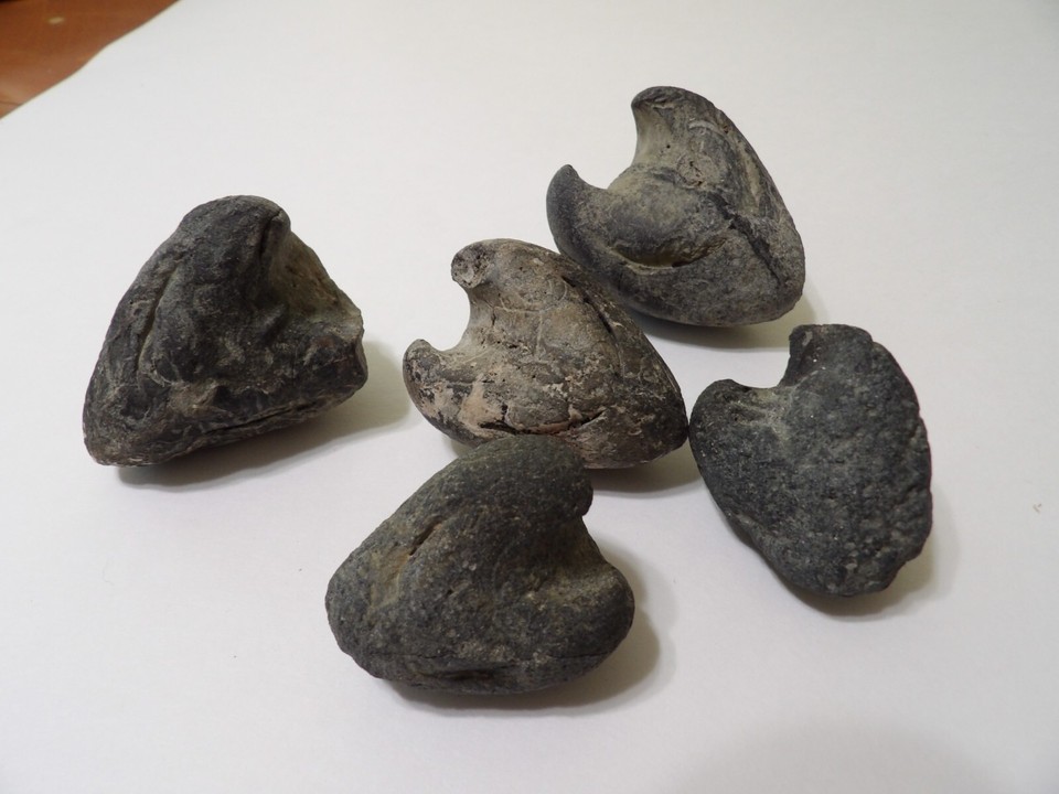 5 Fossilized False Ark Shell Clams - Cucullaea Gigante | eBay