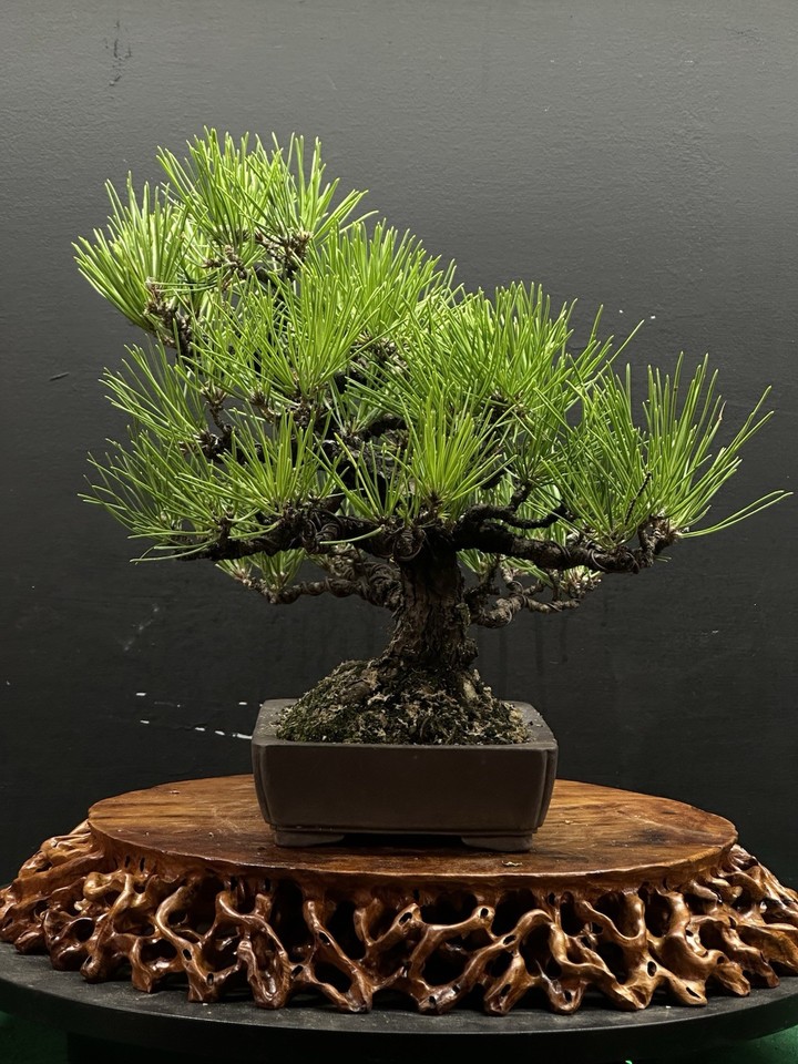 Japanese Black Pine Informal Style Estimated: 30 Year Old | eBay