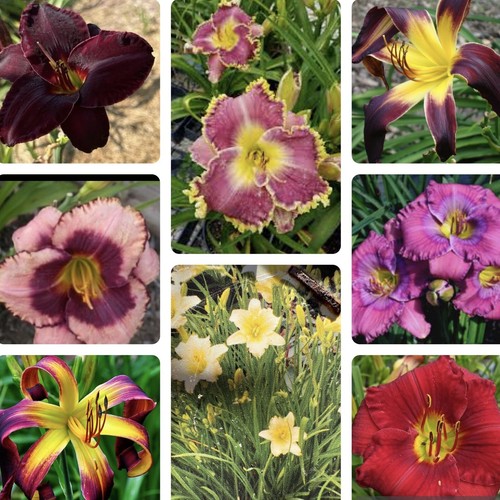 Daylily Mystery Pack 3 Fans Hemerocallis Daylilies Flower Reblooming | eBay