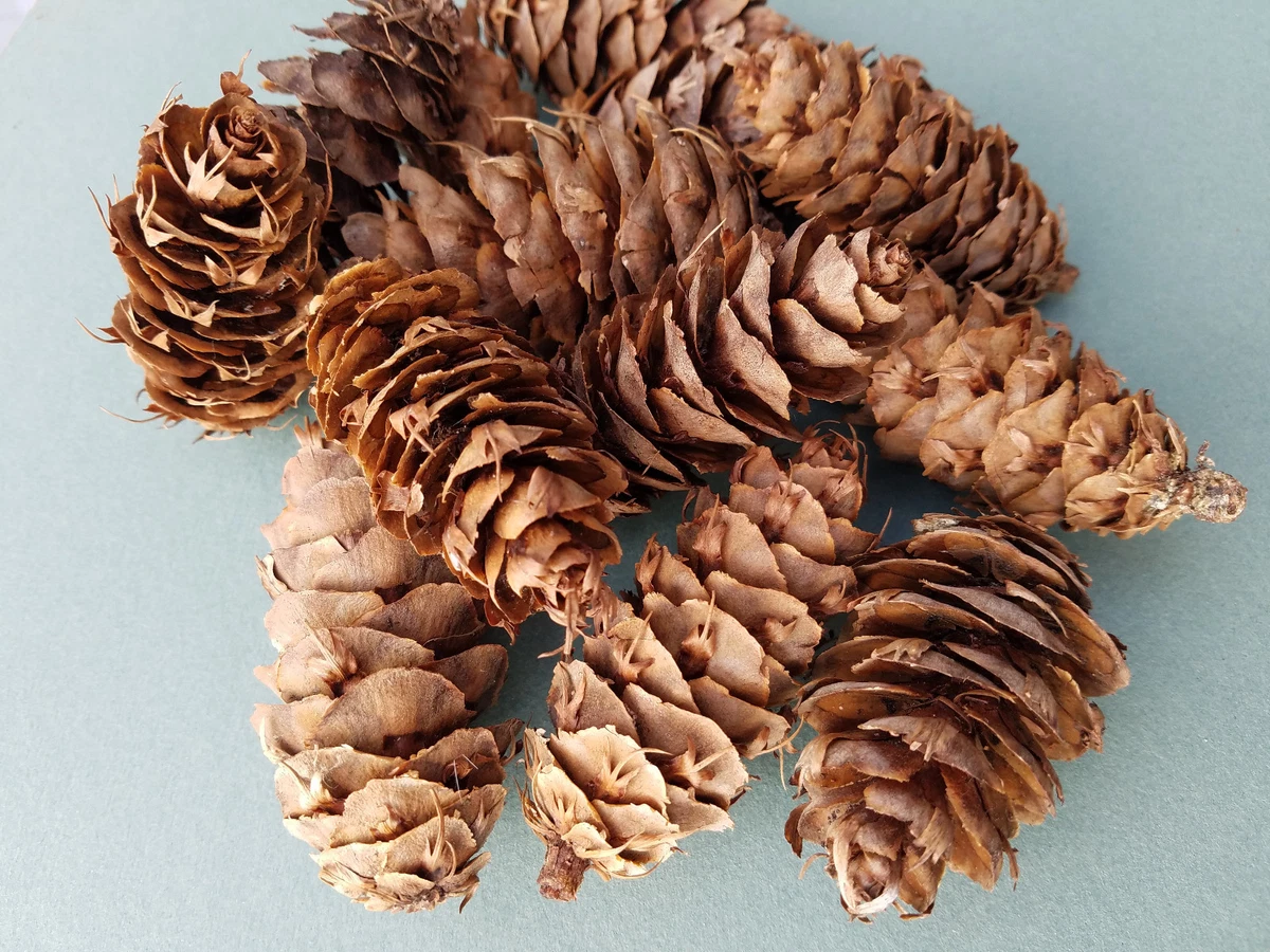 Subalpine Fir Cone