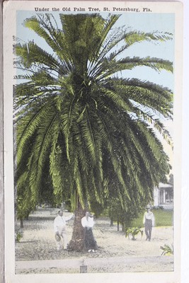 Florida FL St Petersburg Palm Tree Postcard Old Vintage Card View ...