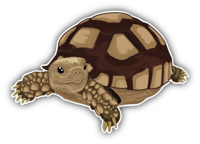 Old Turtle Car Bumper Sticker Decal | eBay