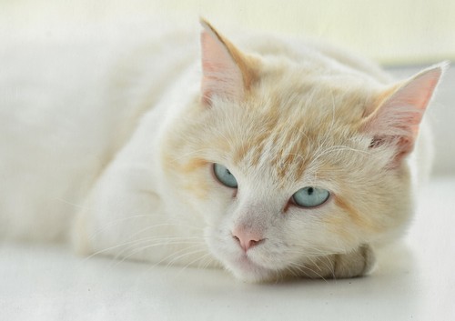 A1 Gorgeous Tom Cat Feline Friend Poster Art Print 60 x 90cm 180gsm ...