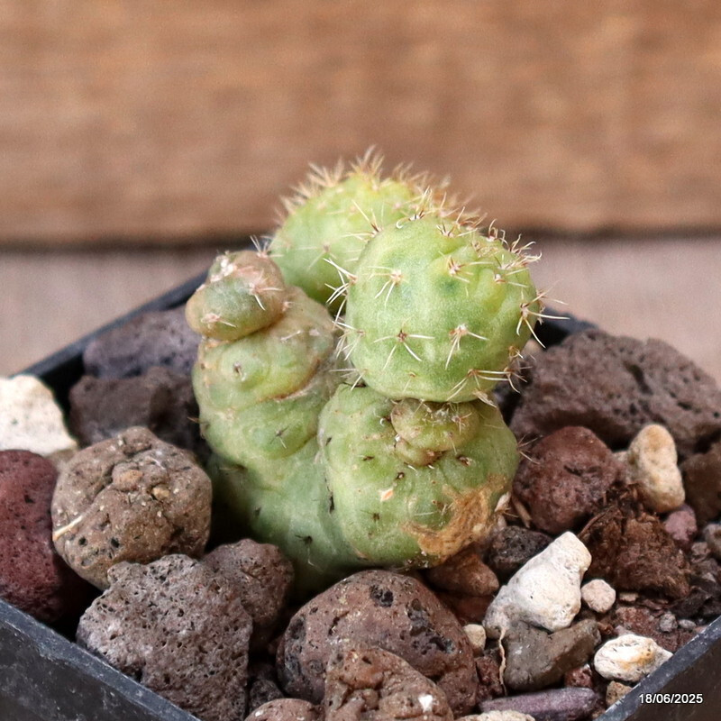 D4665 GYMNOCALYCIUM BALDIANUM MONSTER pot7-H5-W5 cm MaMa Cactus | eBay
