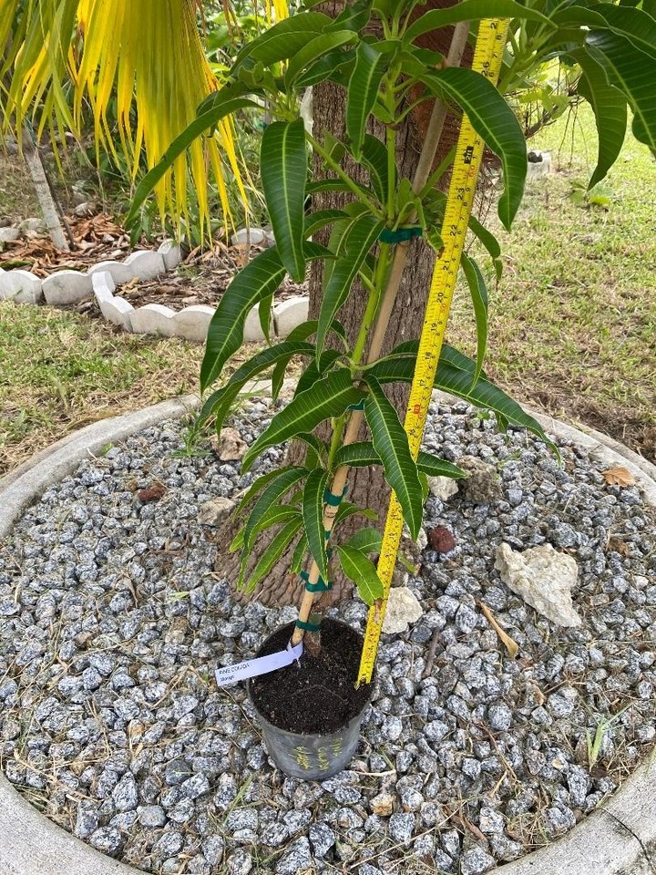 GRAFTED PINA COLADA MANGO TREE ~27" TALL DOT X GARY CROSS (MANGIFERA ...