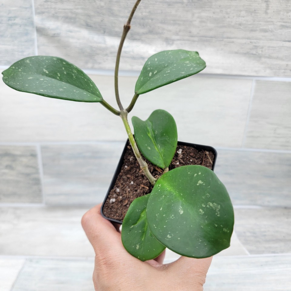 Hoya obovata splash– Round-Leaved Wax Plant with Speckled Green Foliage ...
