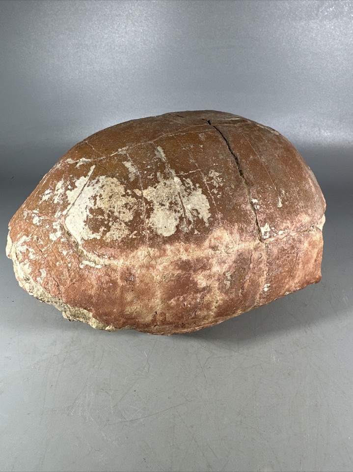 Large Real Fossilized Turtle Tortoise Shell Fossil Dinosaur Bone ...