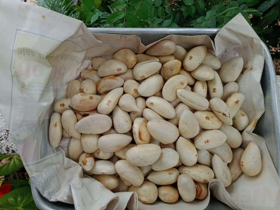 Ceylon Orange Jack Fruit Seeds Honey Jack Fruit Viable Seeds For Grow ...
