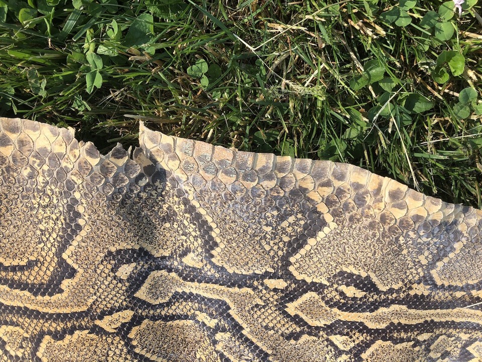 Rare Full Body Super Long 14 Foot Rock Python Snake Skin Shed Hide ...
