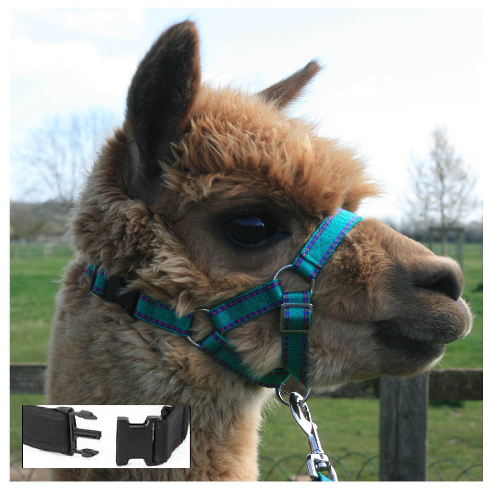Llama Alpaca Headcollar Snap Fastening Halter With LEAD - 10 Colours ...