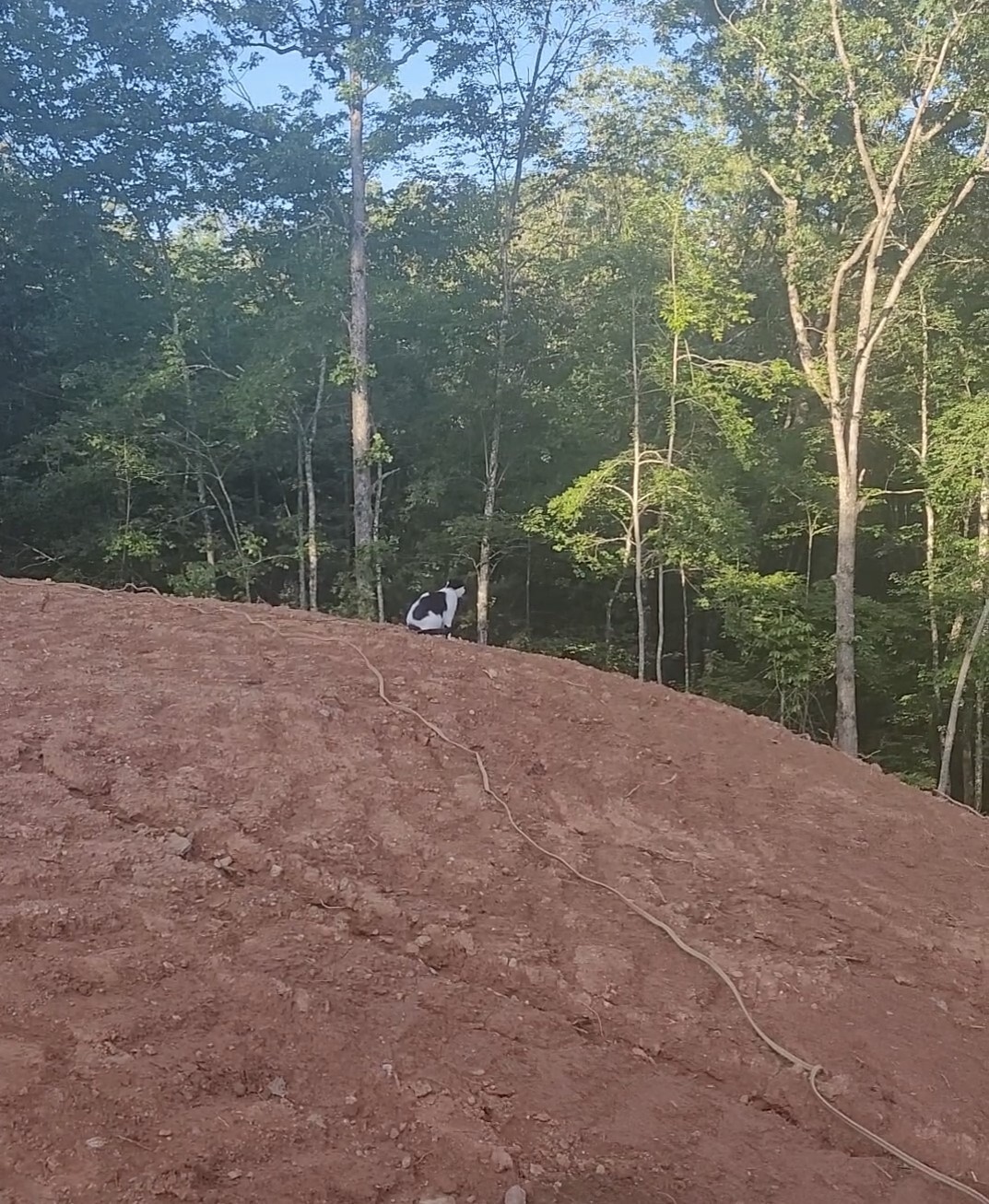 25 POUNDS REAL RED GEORGIA CLAY DIRT from Blue Ridge area of North GA ...