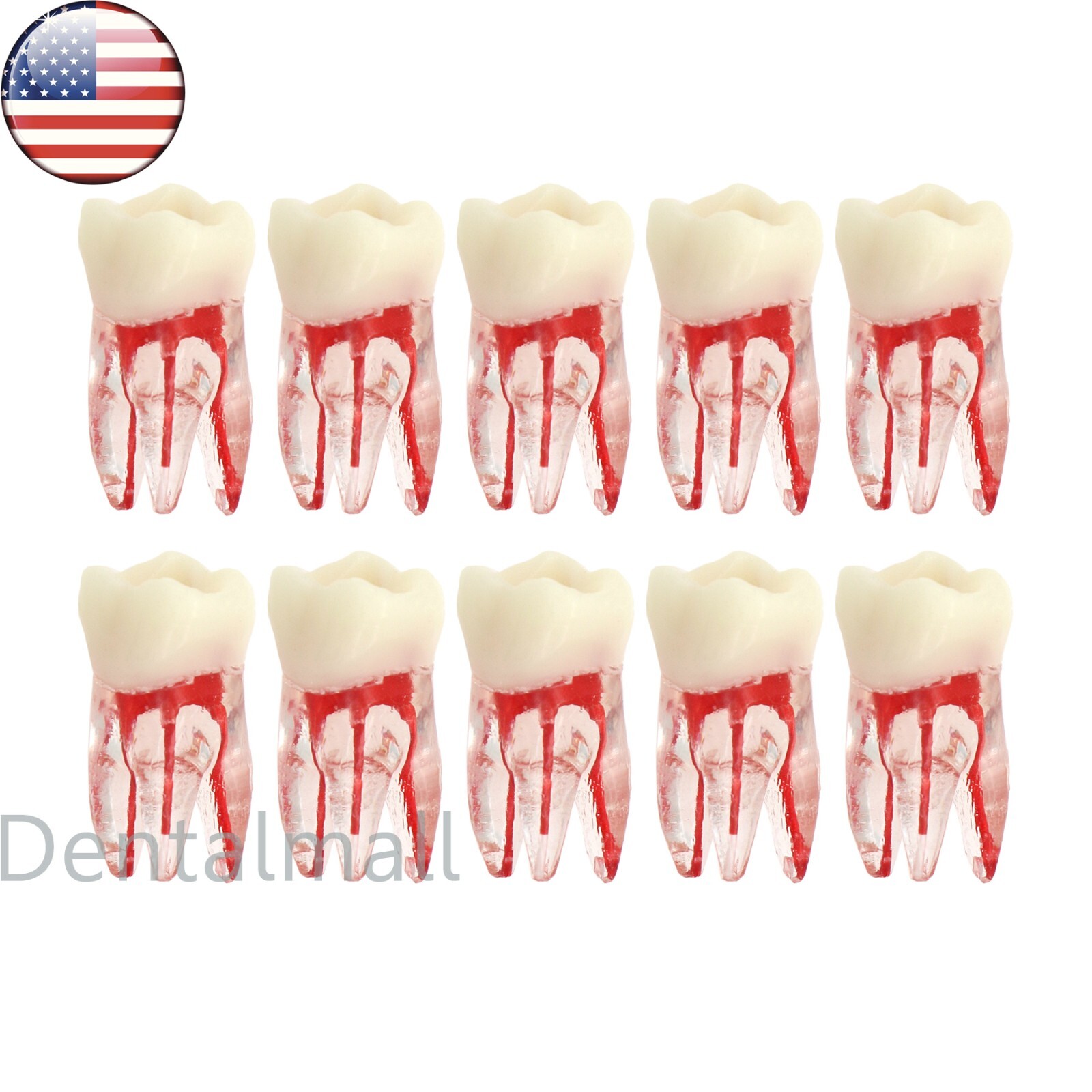 US Dental Molar Endo Root Canal Study Model RCT Practice Block Pulp ...
