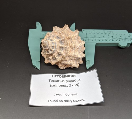 Tectarius pagodus 46x48mm LITTORINIDAE Winkles Periwinkles Seashell | eBay