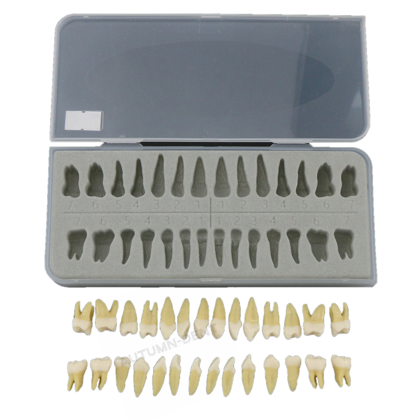 Dental 1:1 Teeth Demonstration Teach Study Model with 28Pcs Permanent ...