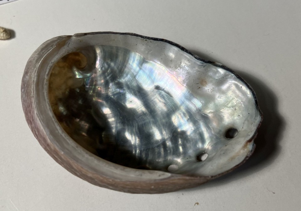 Alaska Sea Shell collection. Lot 15. 14 unique sea creatures from S.E ...