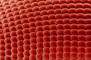 645038 Fly Eye A4 Photo Texture Print | eBay