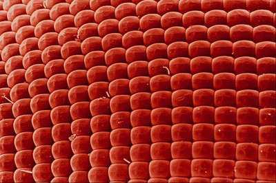 645038 Fly Eye A4 Photo Texture Print | eBay UK