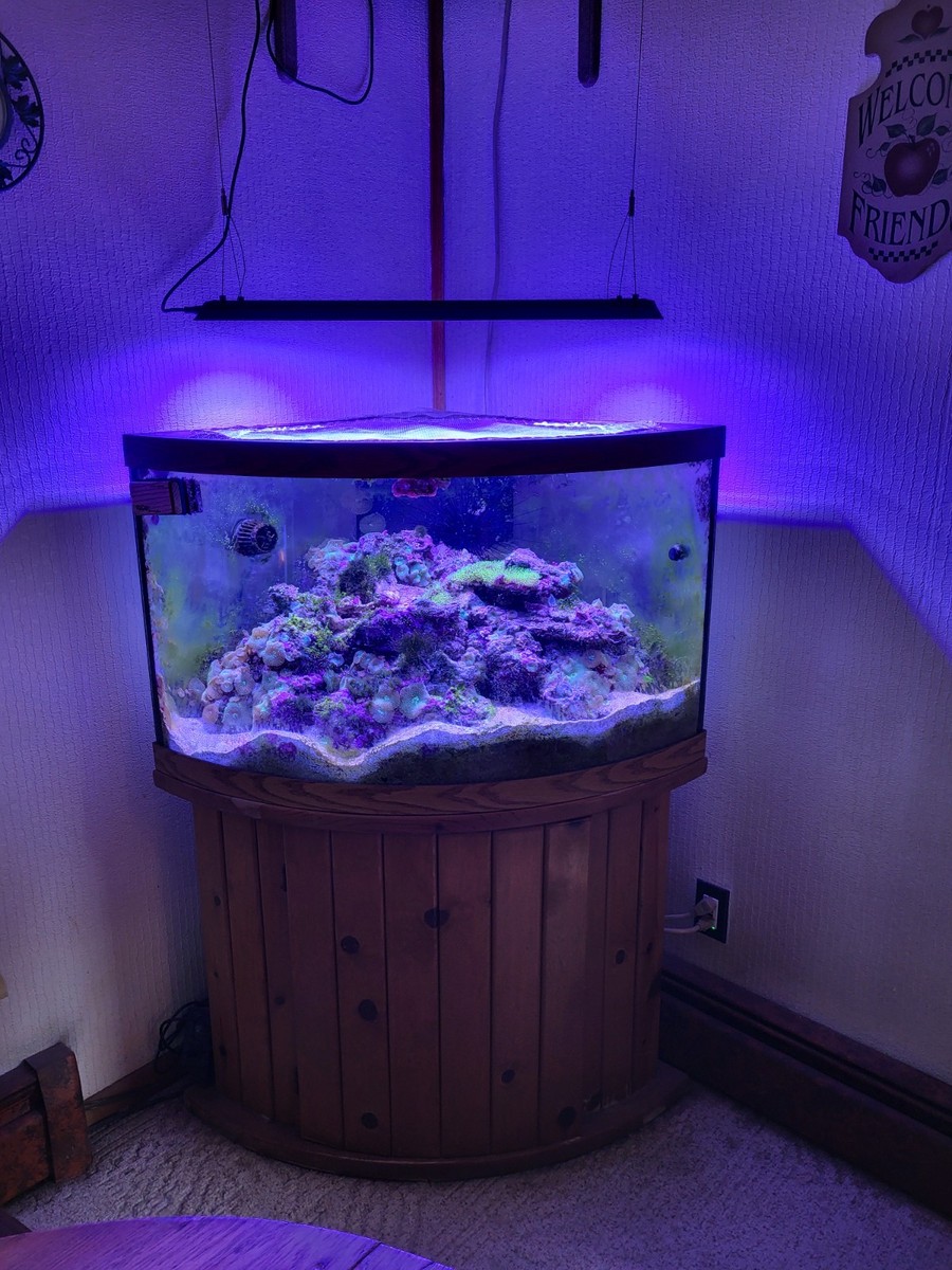 Saltwater Fish Tank 100 Gallon