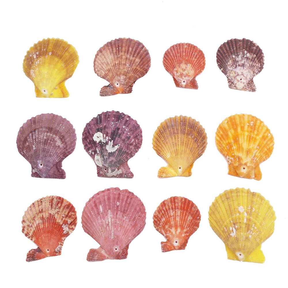 5-pack Bulk Scallop Drilled Fan Shells Seashells For Crafts Art Decor 3 ...