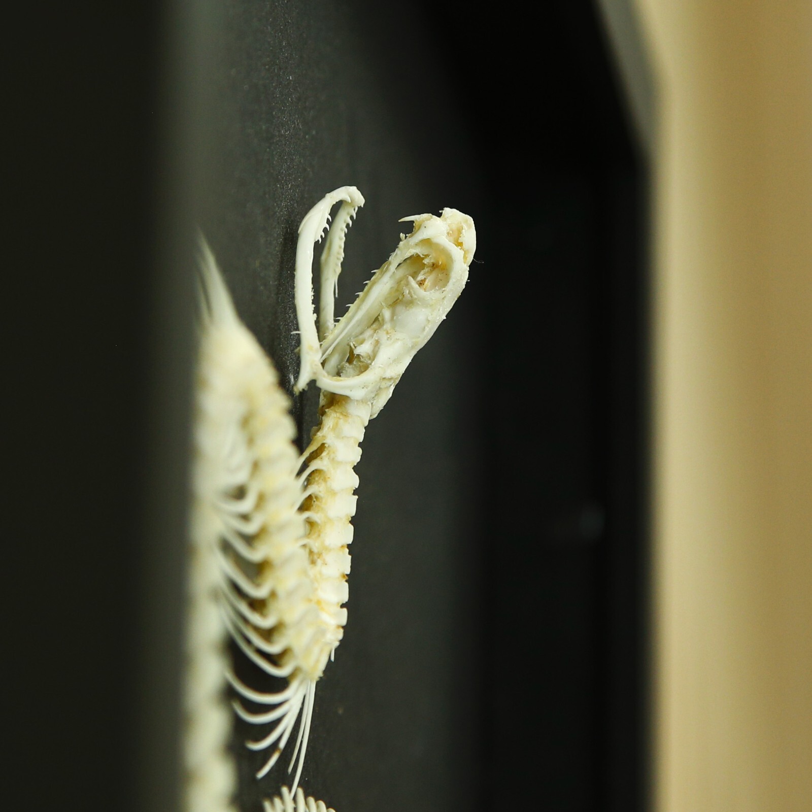 XL White Lipped Pit Viper snake skeleton frame Gothic Skull Bones ...