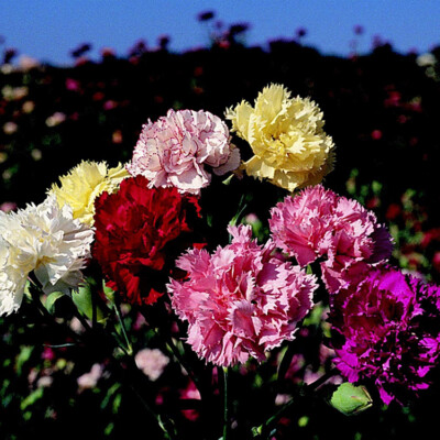Carnation Giant Chabaud Super Claudia Mixed 100 Seeds Dianthus ...