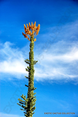 FOUQUIERIA COLUMNARIS boojum tree cirio ocotillo flowering succulent 10 ...