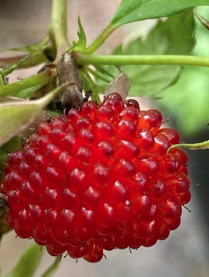 Atherton Raspberry (Rubus probus) 50/100/250 Organic Seeds ~FREE ...
