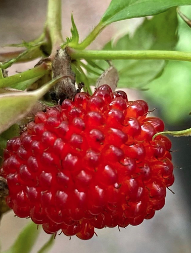Atherton Raspberry (Rubus probus) 50/100/250 Organic Seeds ~FREE ...