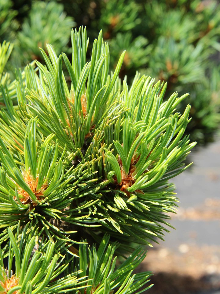 Pinus flexilis 'Comanche' - Limber Pine *Live Plant | eBay