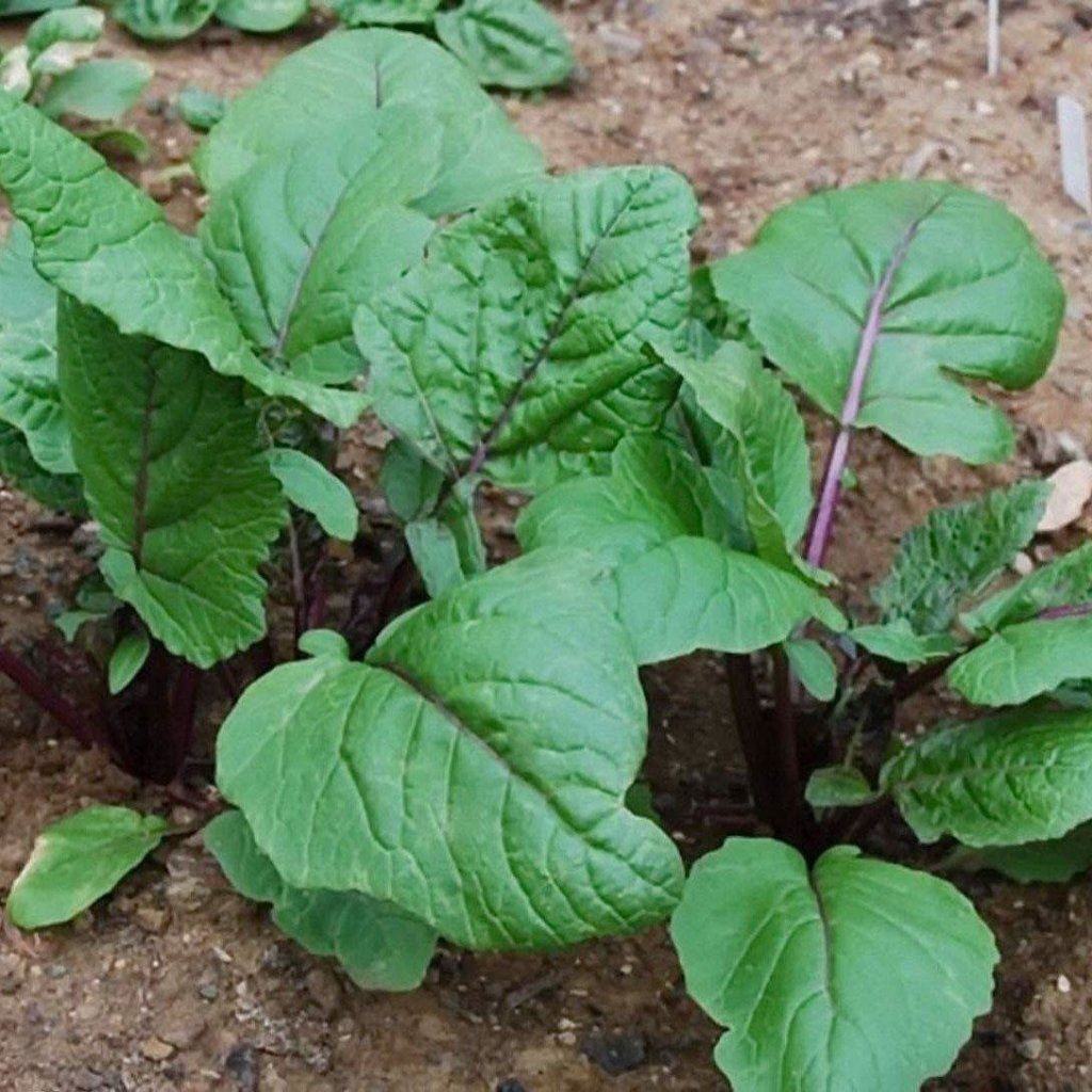 CHOY SUM Purple (Hon Tsai Tai) 100 seeds Autumn Winter Vegetable garden ...