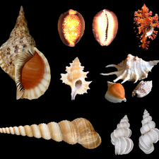 Vida Mar Shells | eBay Stores