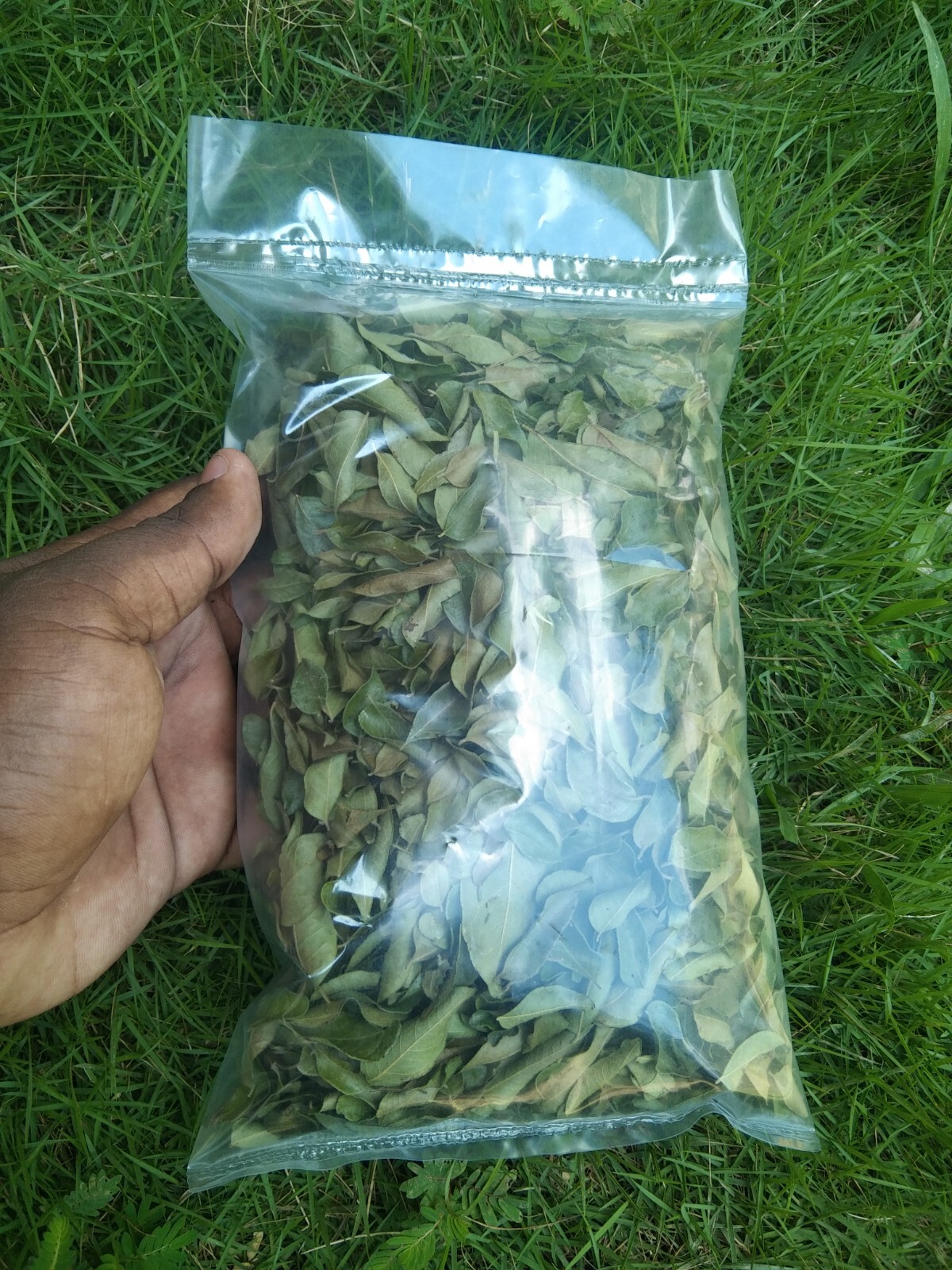 Dried Curry Leaves (Karapincha) 100% Natural Ceylon Organic From Sri ...