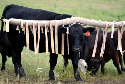 Cattle Rub 10' rub is constructed of orlon, polyester and acrylic not ...