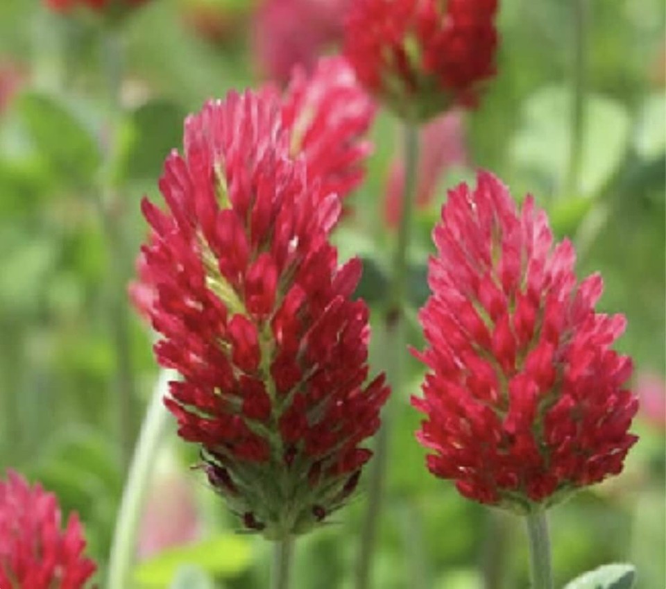 Mix Clover Seeds CRIMSON MICRO Mix and Match 4 TYPES OF CLOVER seeds ...