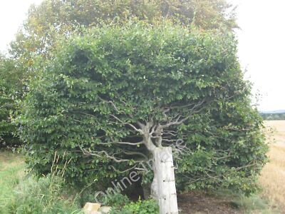 Photo 6x4 Cross section of a fine old beech hedge Pathhead/NT3964 c2010 ...