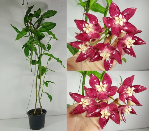 Hoya Imperialis Red Blooming Size, 21 Inches Large Plant, Houseplant | eBay