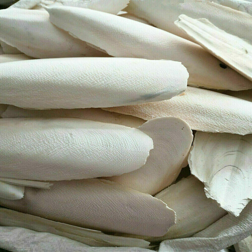 20 PCS Cuttlebone for Birds Parrot Chewing Cuttle Bone for Sharp Beaks ...