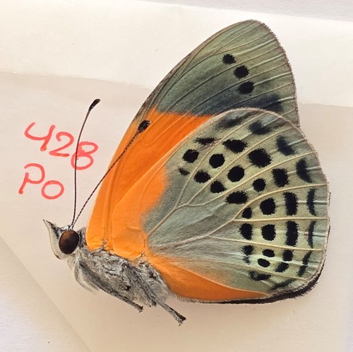 428 Nymphalidae | eBay