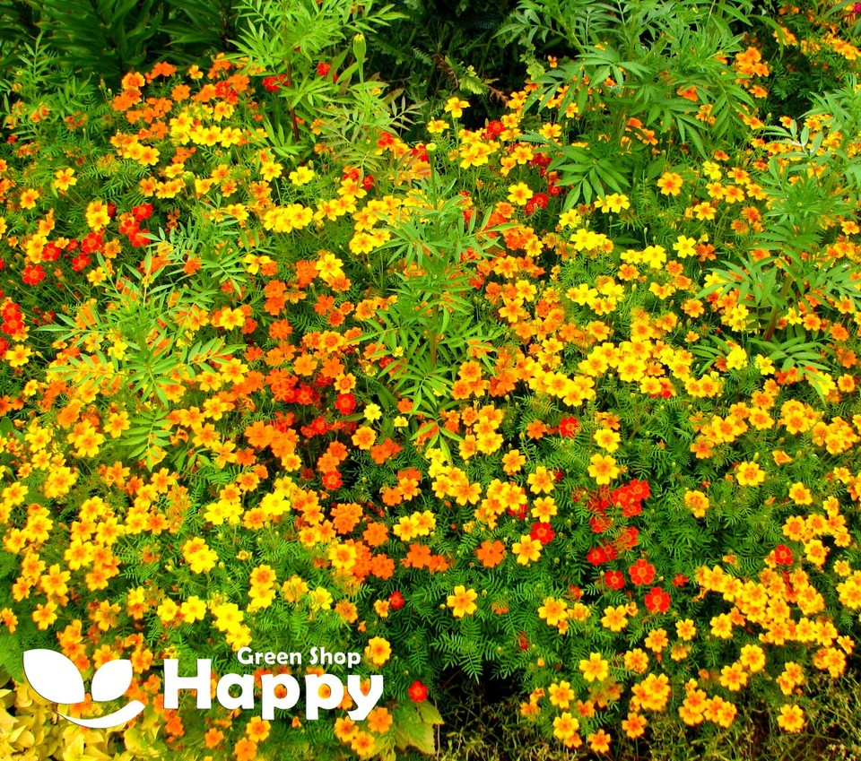 SIGNET MARIGOLD STARFIRE MIX - 300 SEEDS - Tagetes tenuifolia ...