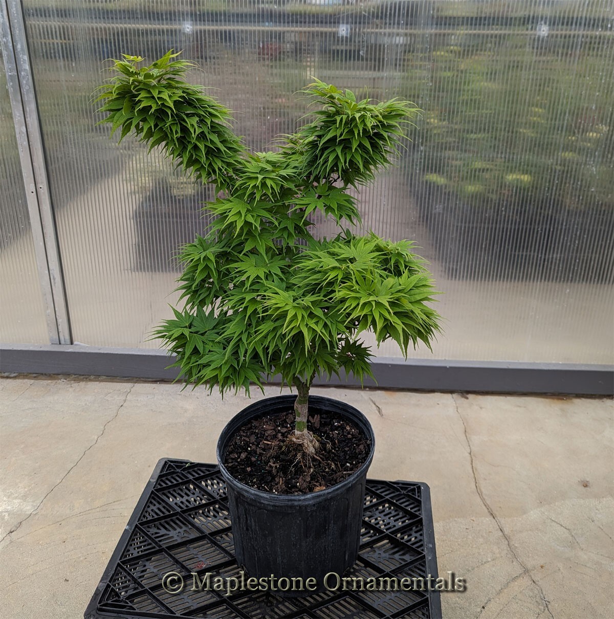 Acer palmatum 'Mayday' Japanese Maple. 3-Gallon specimen | eBay