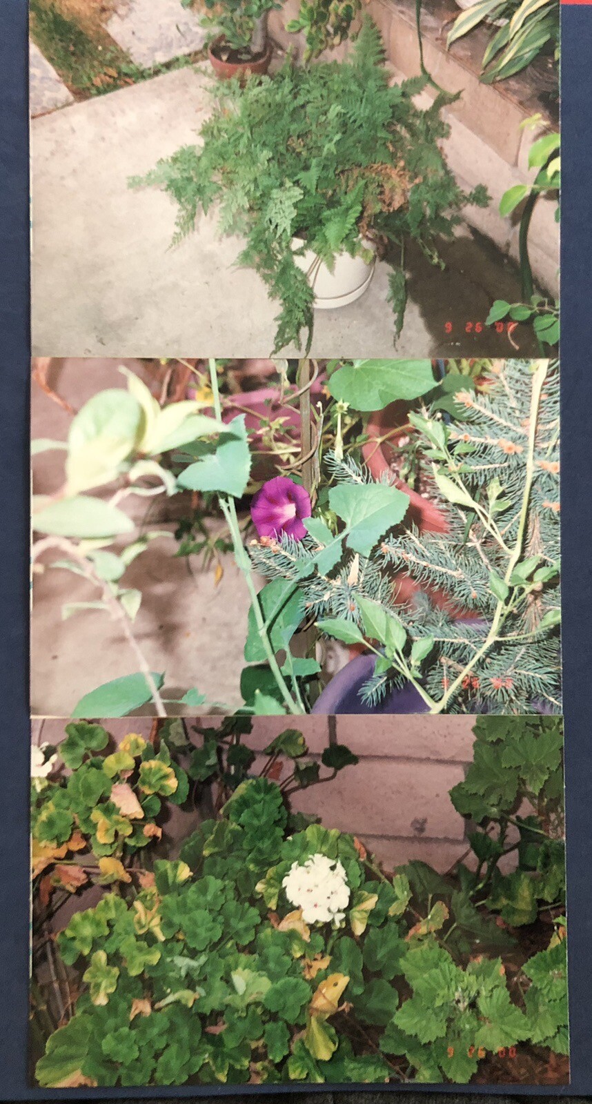 Vintage Photos - The Beauty Of Nature - 3 Photo Lot - Early 2000s | eBay