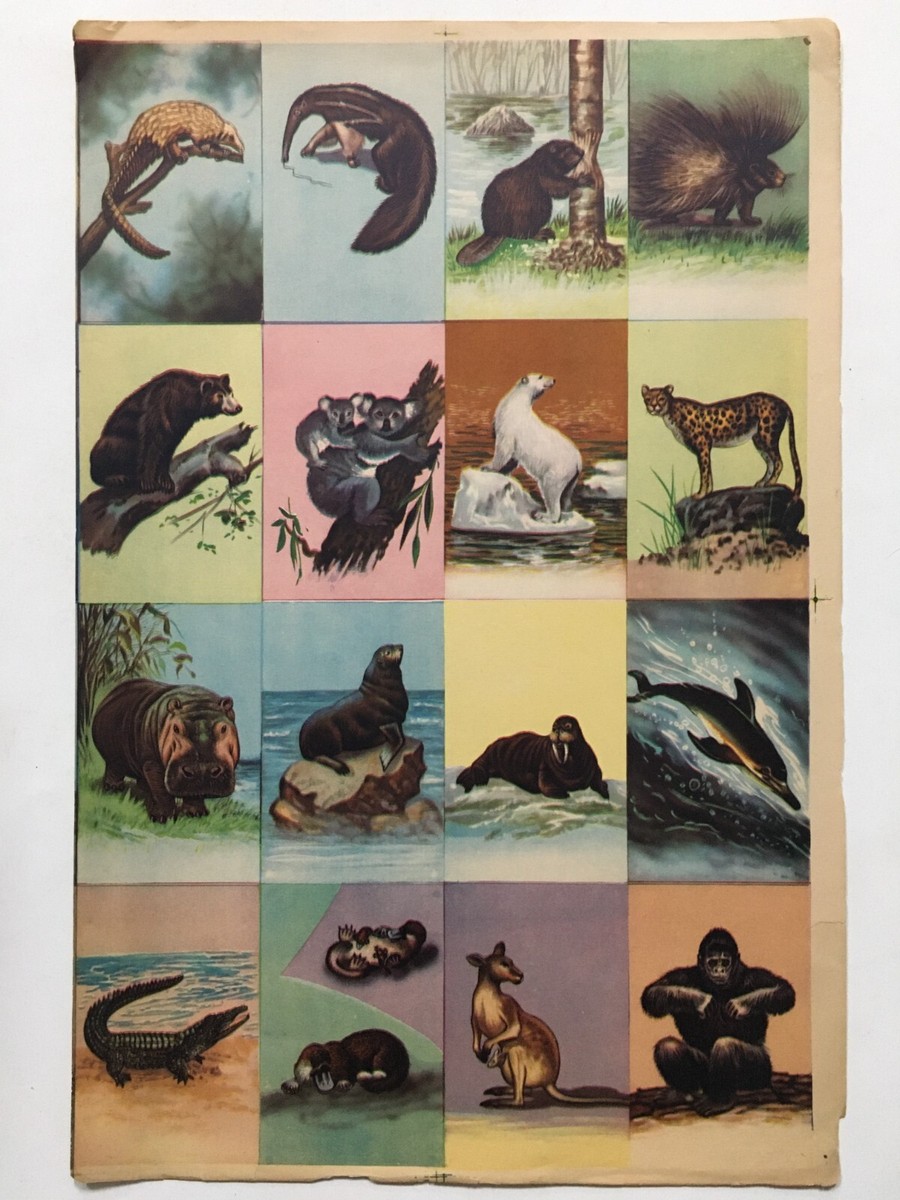 Types Of Animals Chart Learn Basic Types Of Animals And Their