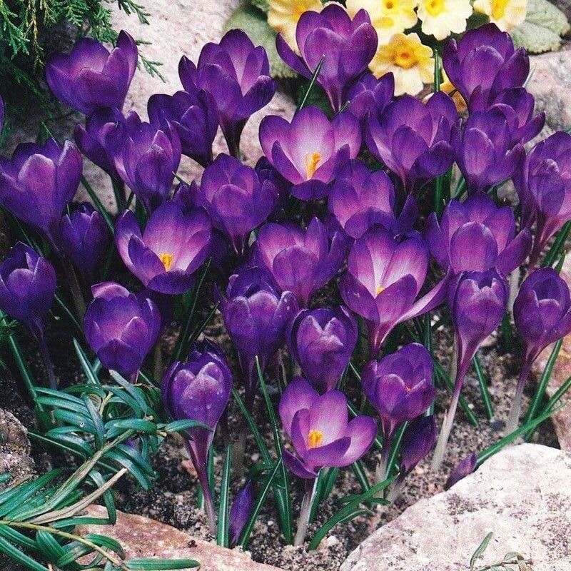 20 EXOTIC RARE CROCUS SEEDS for garden flower beds plant bush USA ...