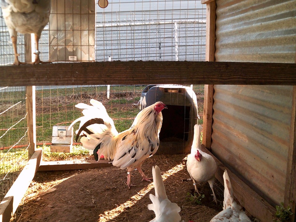 "(10+) LC Pure White Kelso Game Fowl Chicken Hatching Eggs" | eBay
