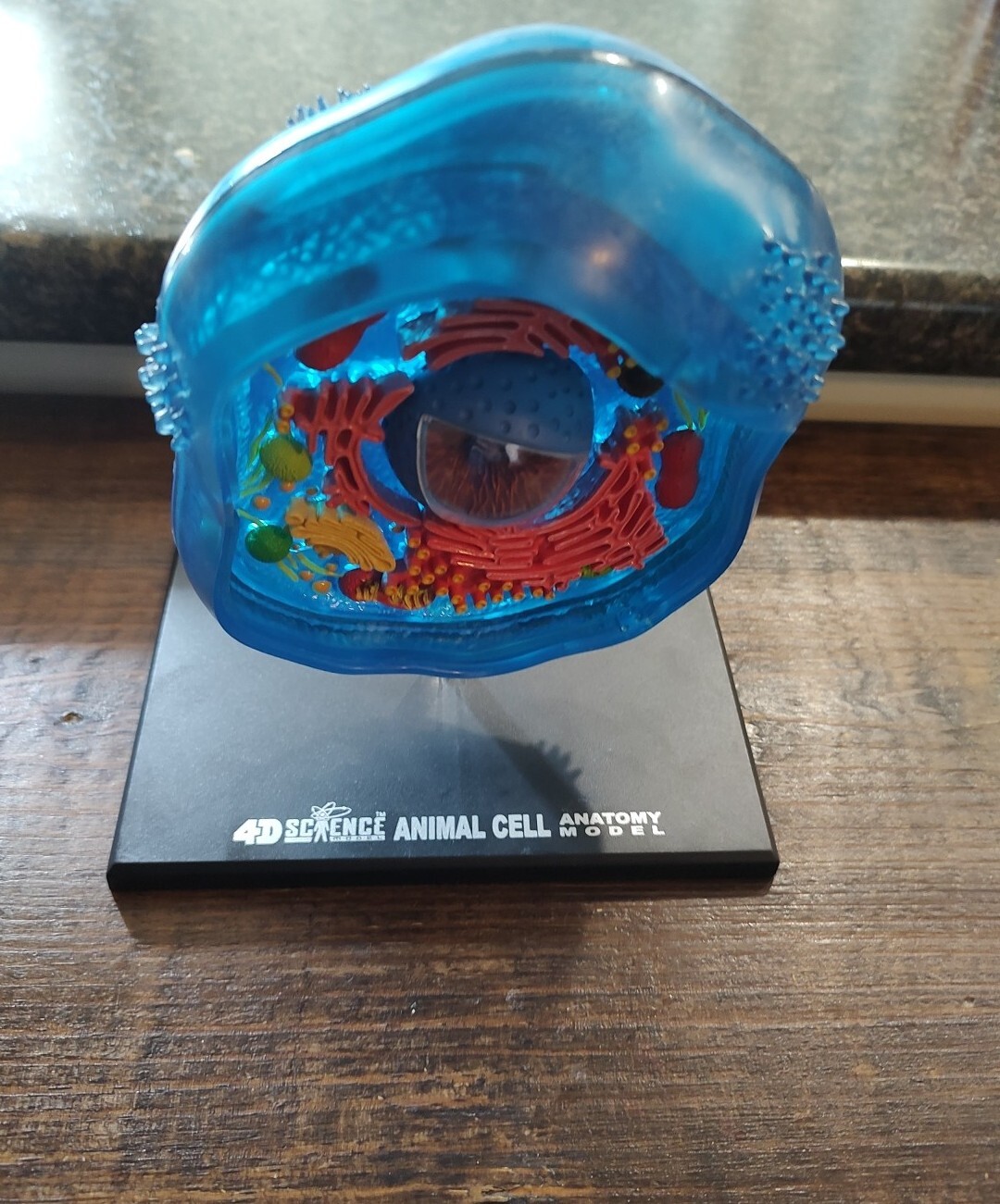 4d Master Science Animal Cell Anatomy Model 26pc for sale online | eBay