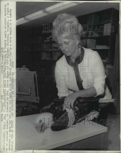 1972 Press Photo Hallie Female is Wounded by Hunter Doris Mager Nursing ...