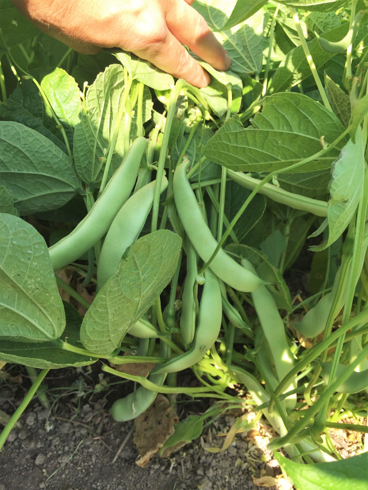Roma II Romano Bean Seeds | Italian Roma 2 Bush Beans Green Heirloom ...