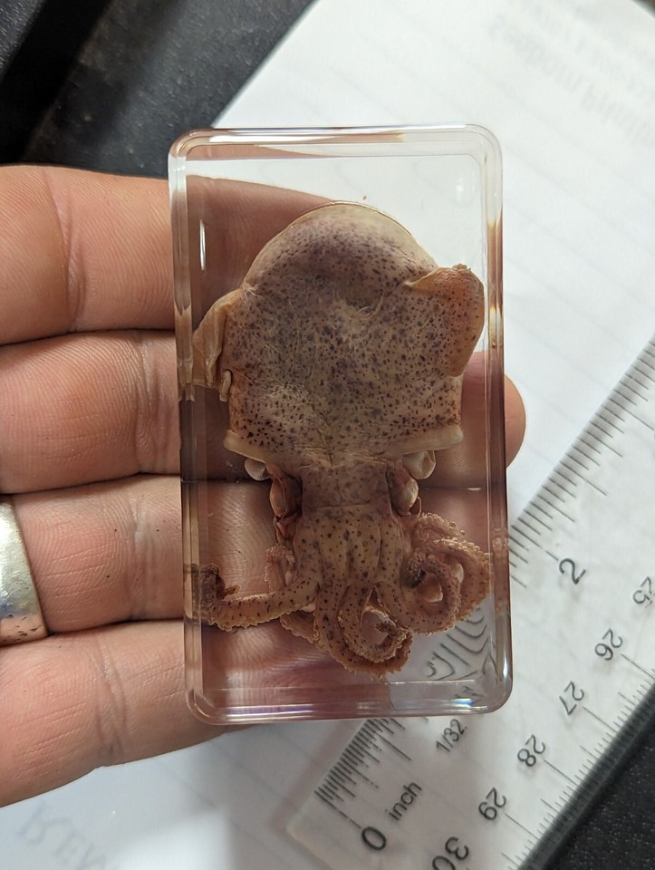Cuttlefish, Preserved In Lucite Resin, Collectible Squid Octopus ...